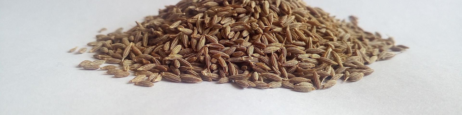 Exporting cumin seeds to Europe | CBI